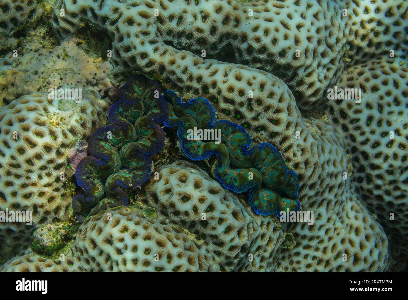 Giant Tridacna clams, genus Tridacna, in the shallow reefs off Bangka ...