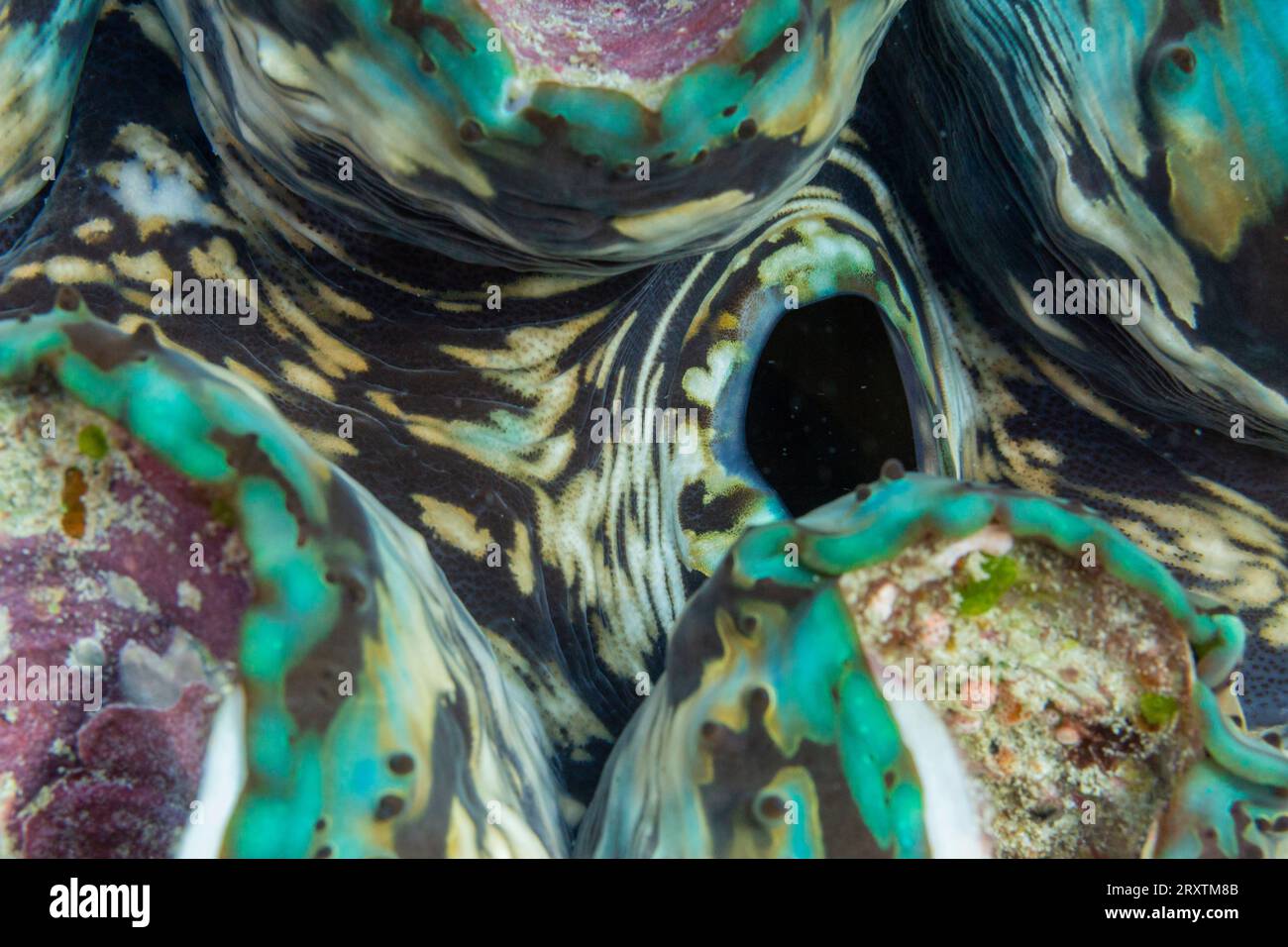 Giant Tridacna clams, genus Tridacna, in the shallow reefs off the Equator Islands, Raja Ampat ...