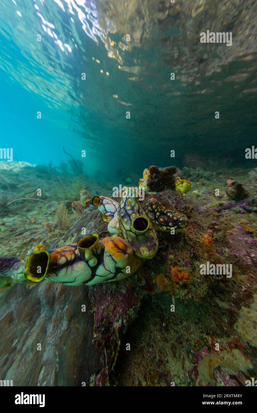 A golden sea squirt (Polycarpa aurata), on the reef off Freewin Wall ...