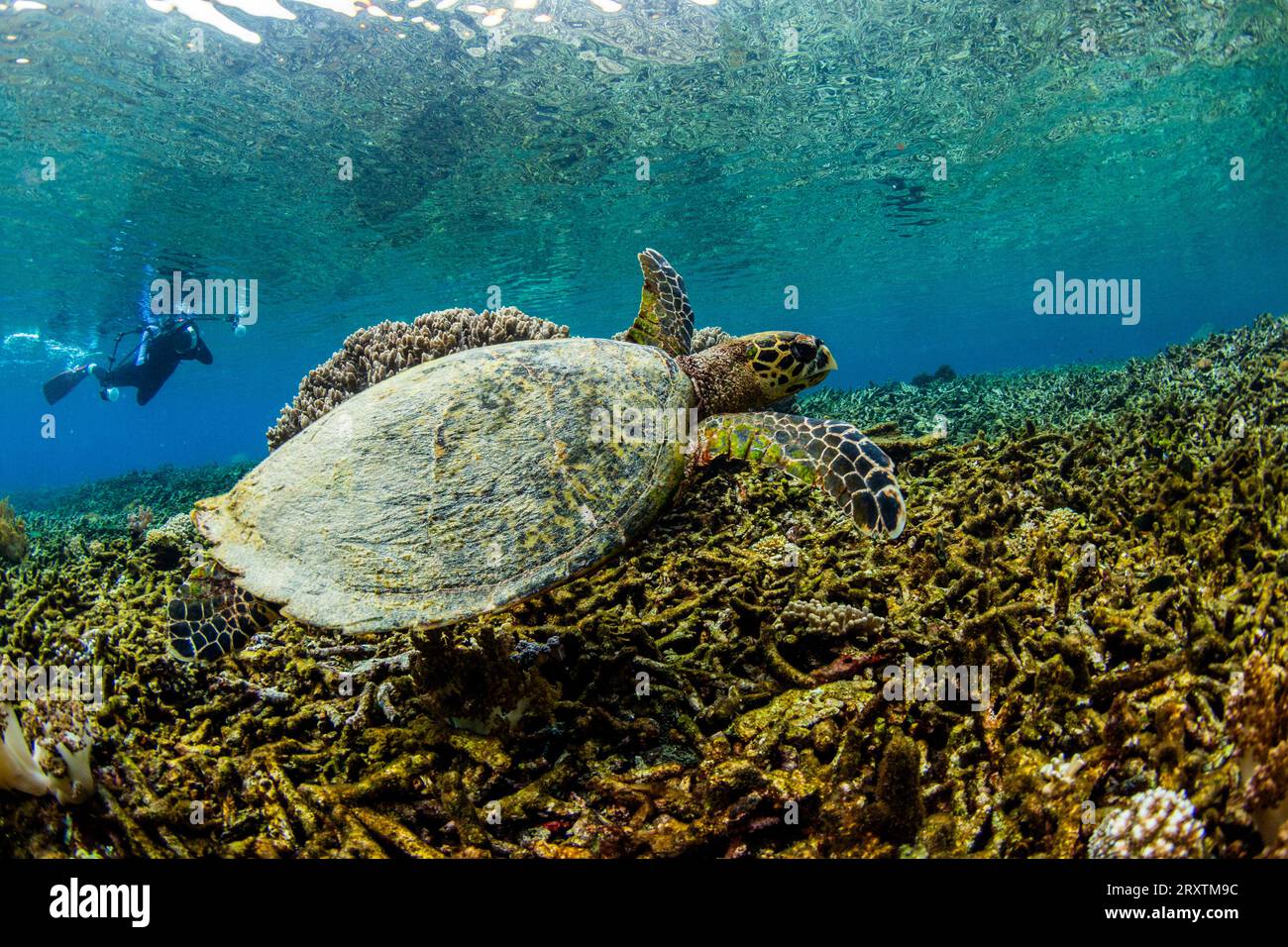 An adult hawksbill turtle (Eretmochelys imbricata), with photographer ...