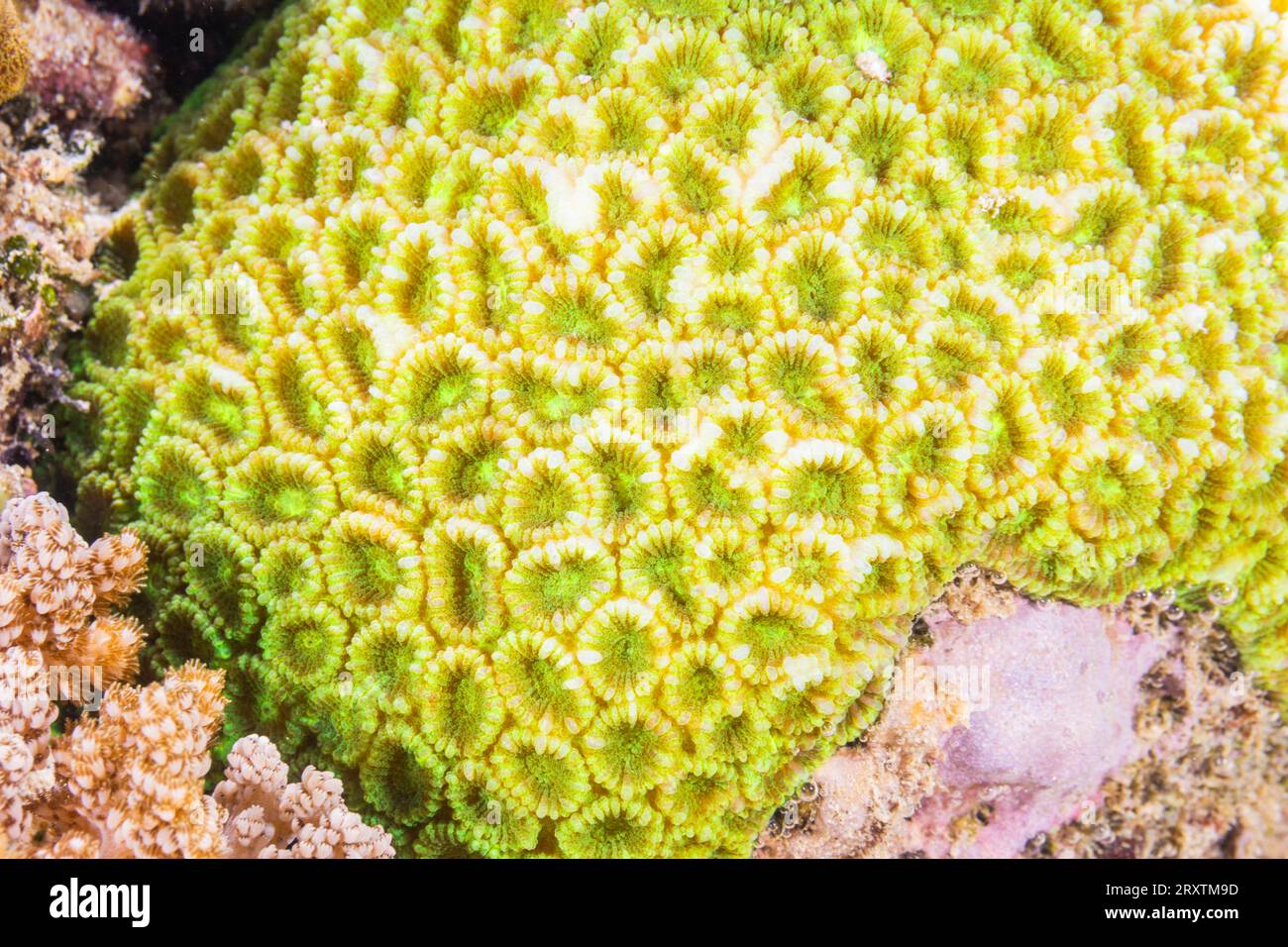 Close up of coral polyps, the house reef at Murex Bangka, Bangka Island ...