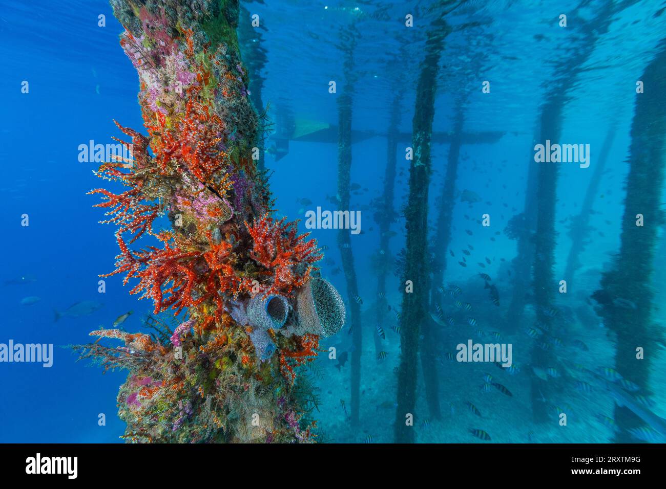 Encrusting sponges, soft corals, and other invertabrates living on ...