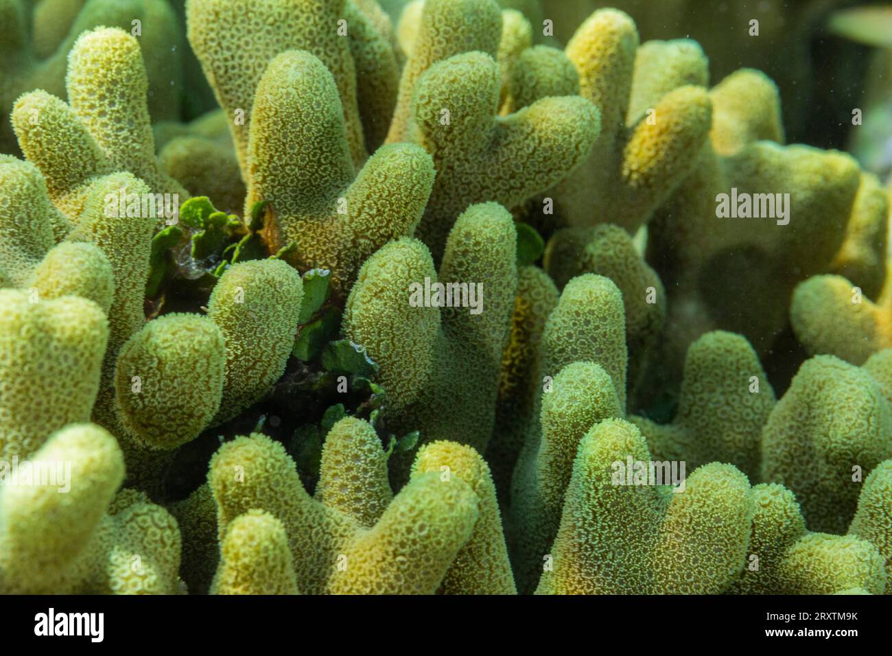 Close up of coral polyps, the house reef at Murex Bangka, Bangka Island ...