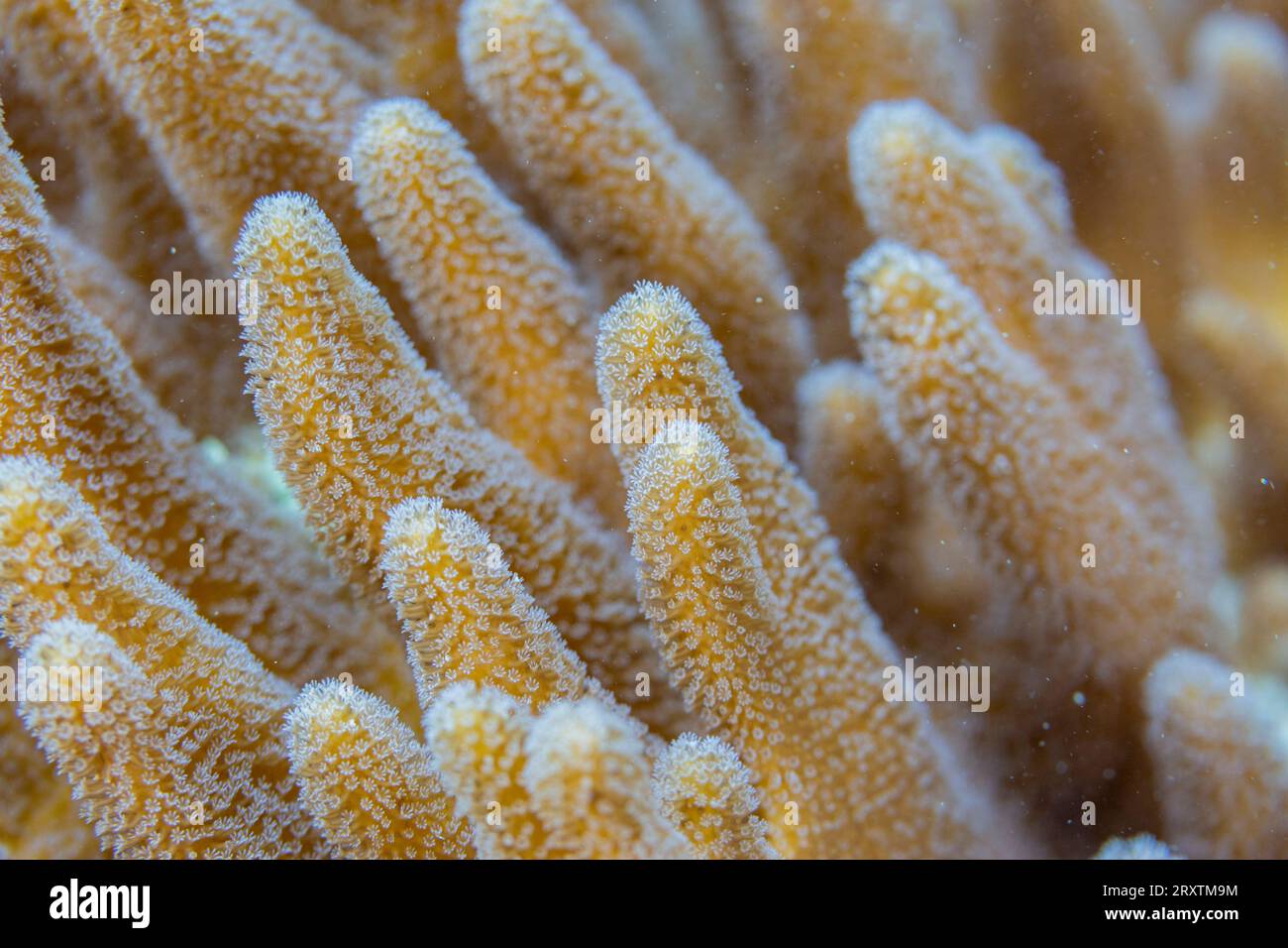 Close up of coral polyps, the house reef at Kawe Island, Raja Ampat ...