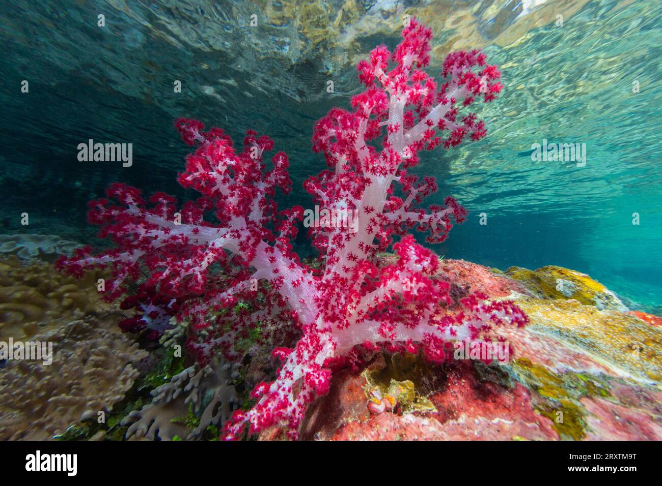 Soft coral from the Genus Scleronephthya in the shallow waters off ...