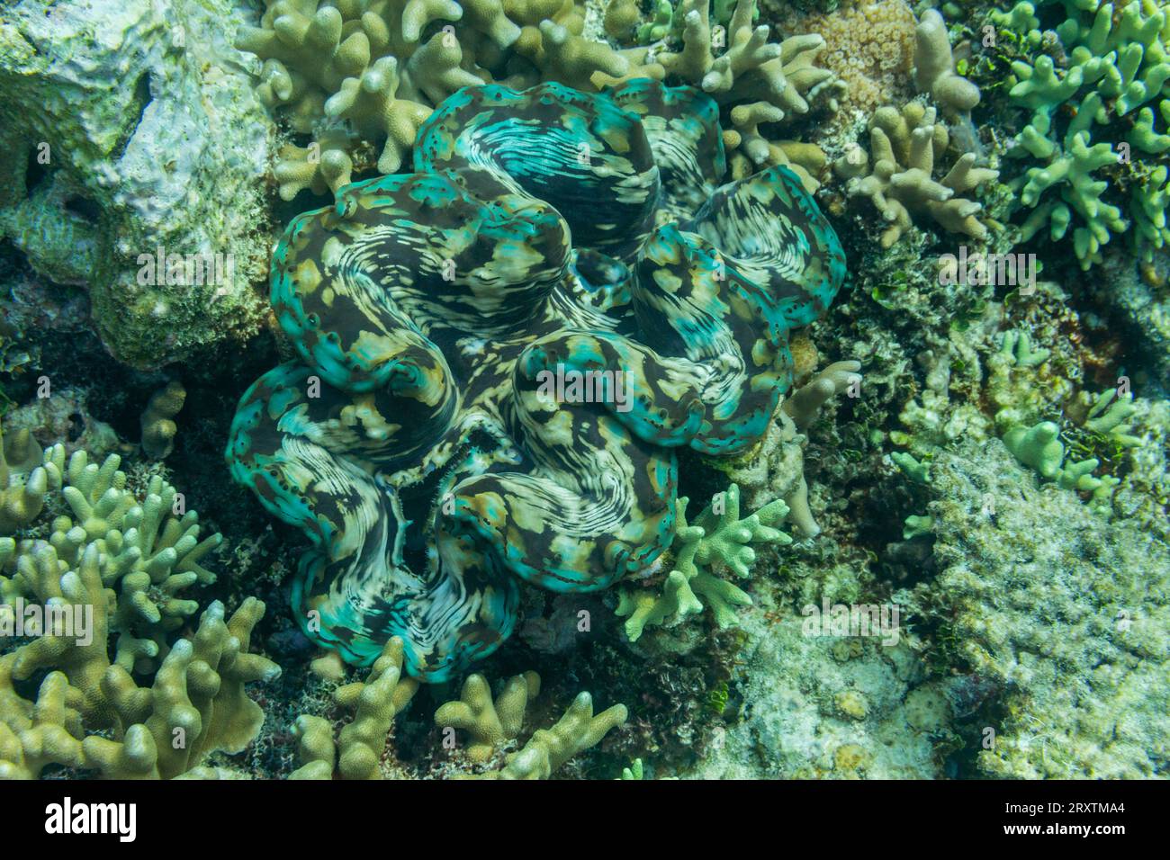 Giant Tridacna clams, genus Tridacna, in the shallow reefs off the ...