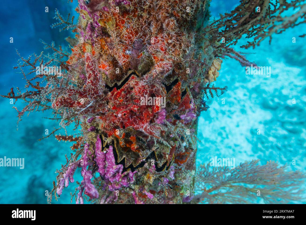 Encrusting sponges, soft corals, and other invertabrates living on ...