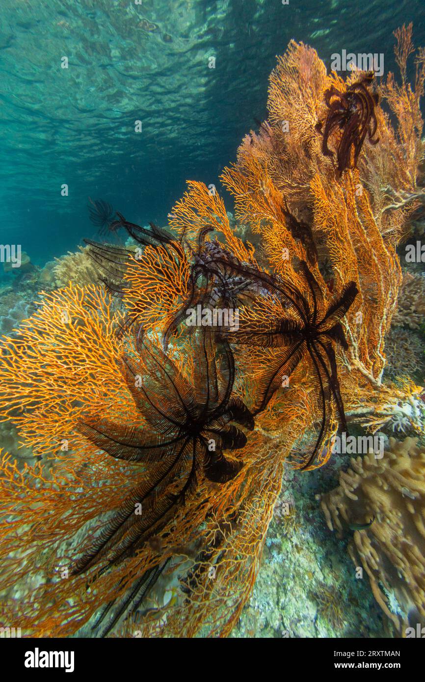 Beautiful feather star (Cenometra bella), on sea fan in the shallow ...