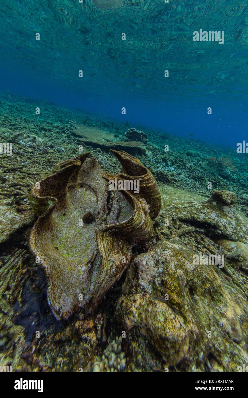 Giant Tridacna clams, genus Tridacna, in the shallow reefs off ...