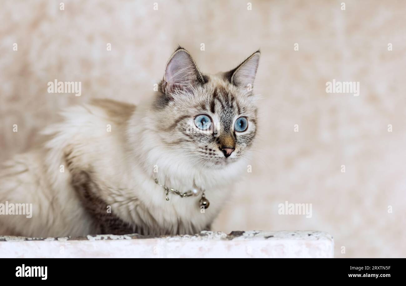 The Nevskaya Masquerade breed of cat is a rare and exotic feline with a ...