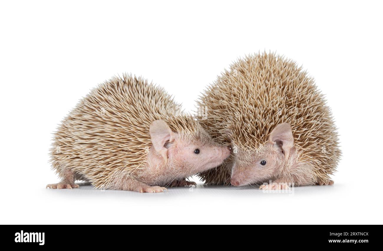 Male and female couple Lesser Tenrecs, standing together. Isolated on a ...