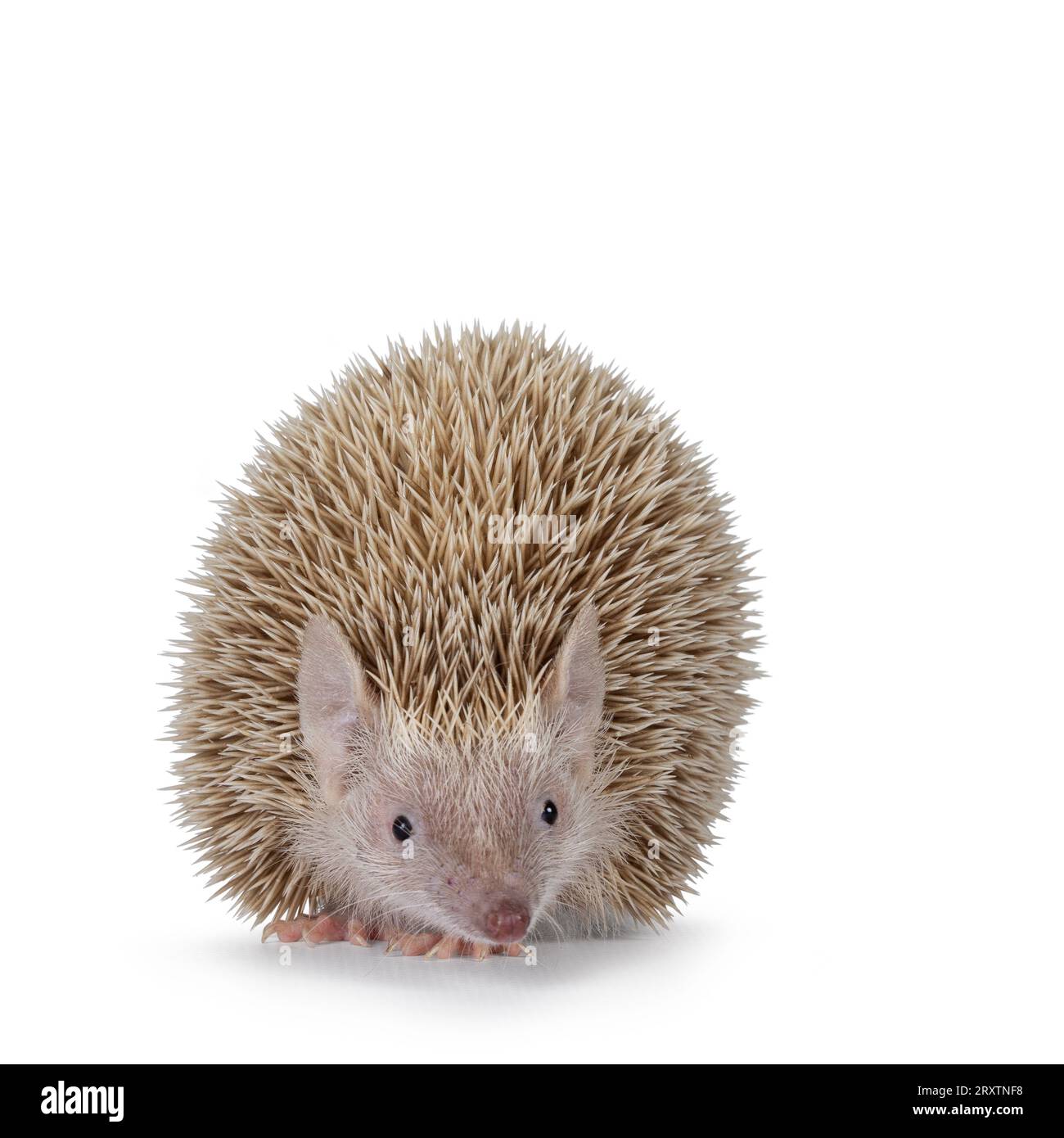 Male Lesser Tenrec, standing facing front. Looking straight to camera ...