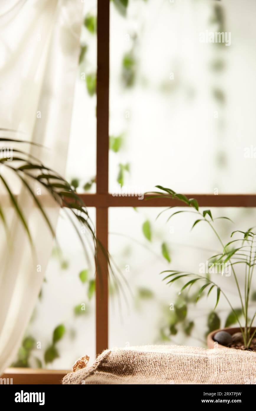 A window view of green leaves in the afternoon sunlight Stock Photo - Alamy