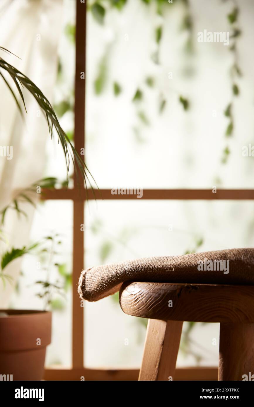 A window view of green leaves in the afternoon sunlight Stock Photo - Alamy