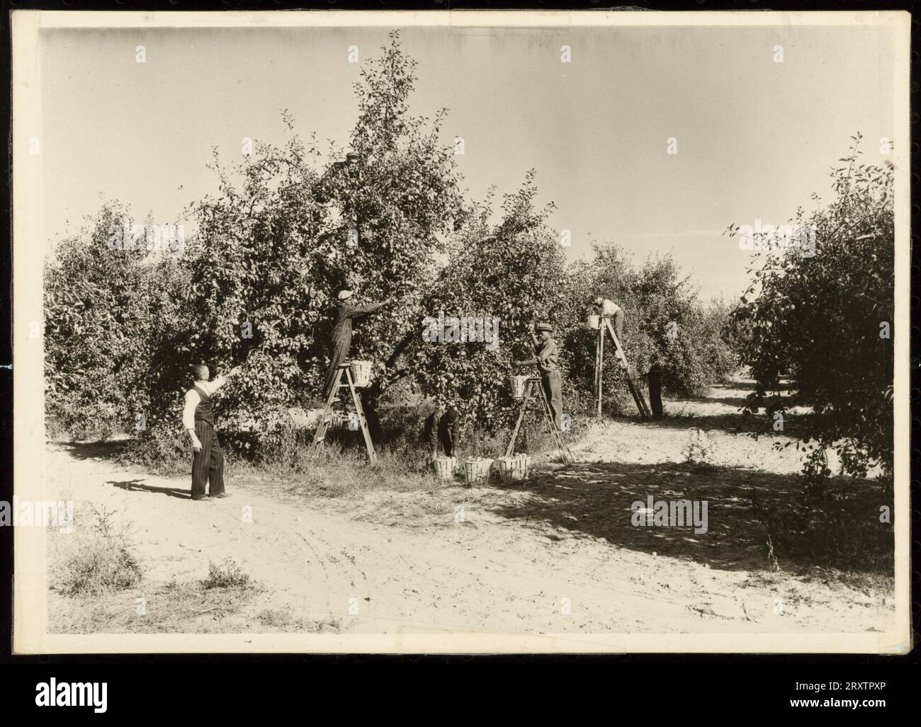 Lewis W. Hine. A gelatin silver print of men gathering fruit from an ...