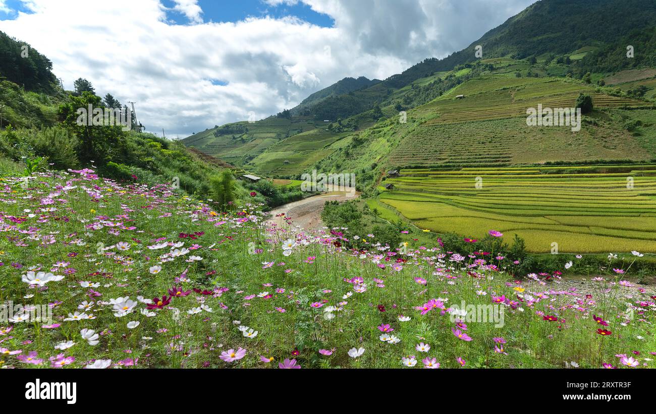 Landscape with green and yellow terraced rice fields , flowers and a ...