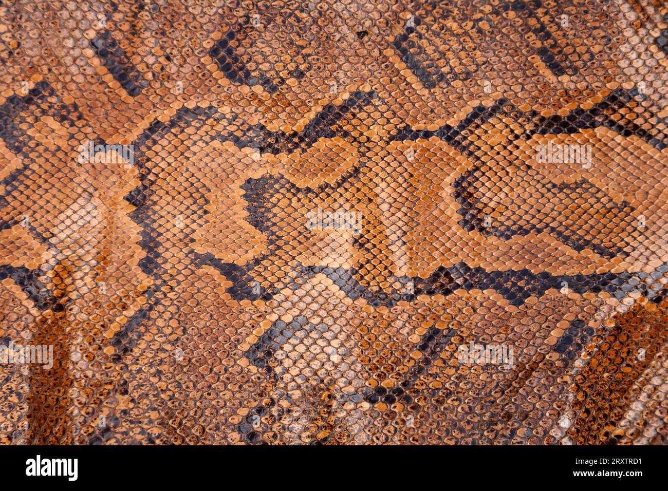 Brown snake skin leather textured background Stock Photo - Alamy