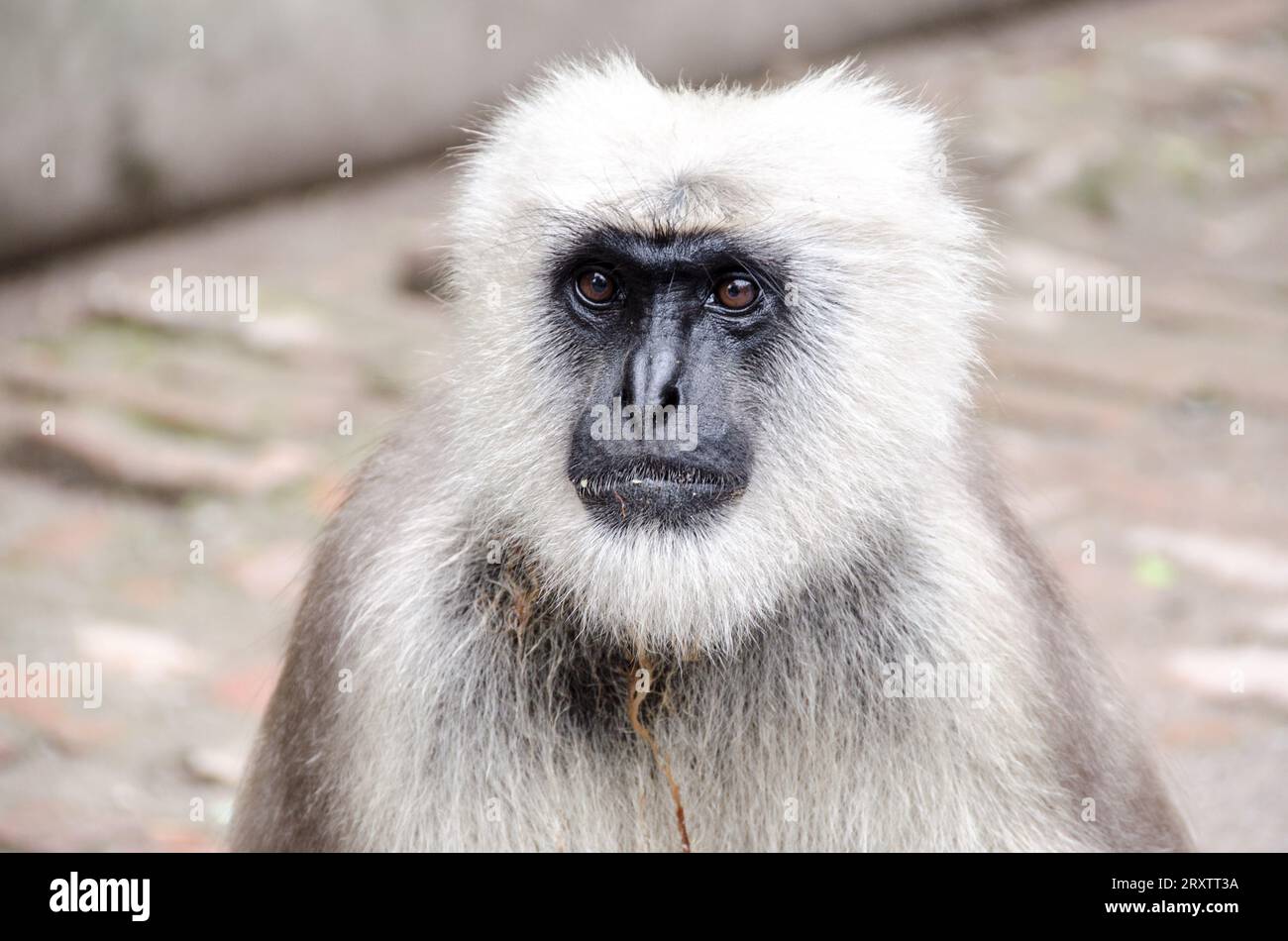 Fauna de ladakh hi-res stock photography and images - Alamy