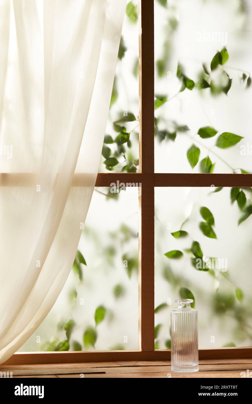 A window view of green leaves in the afternoon sunlight Stock Photo - Alamy