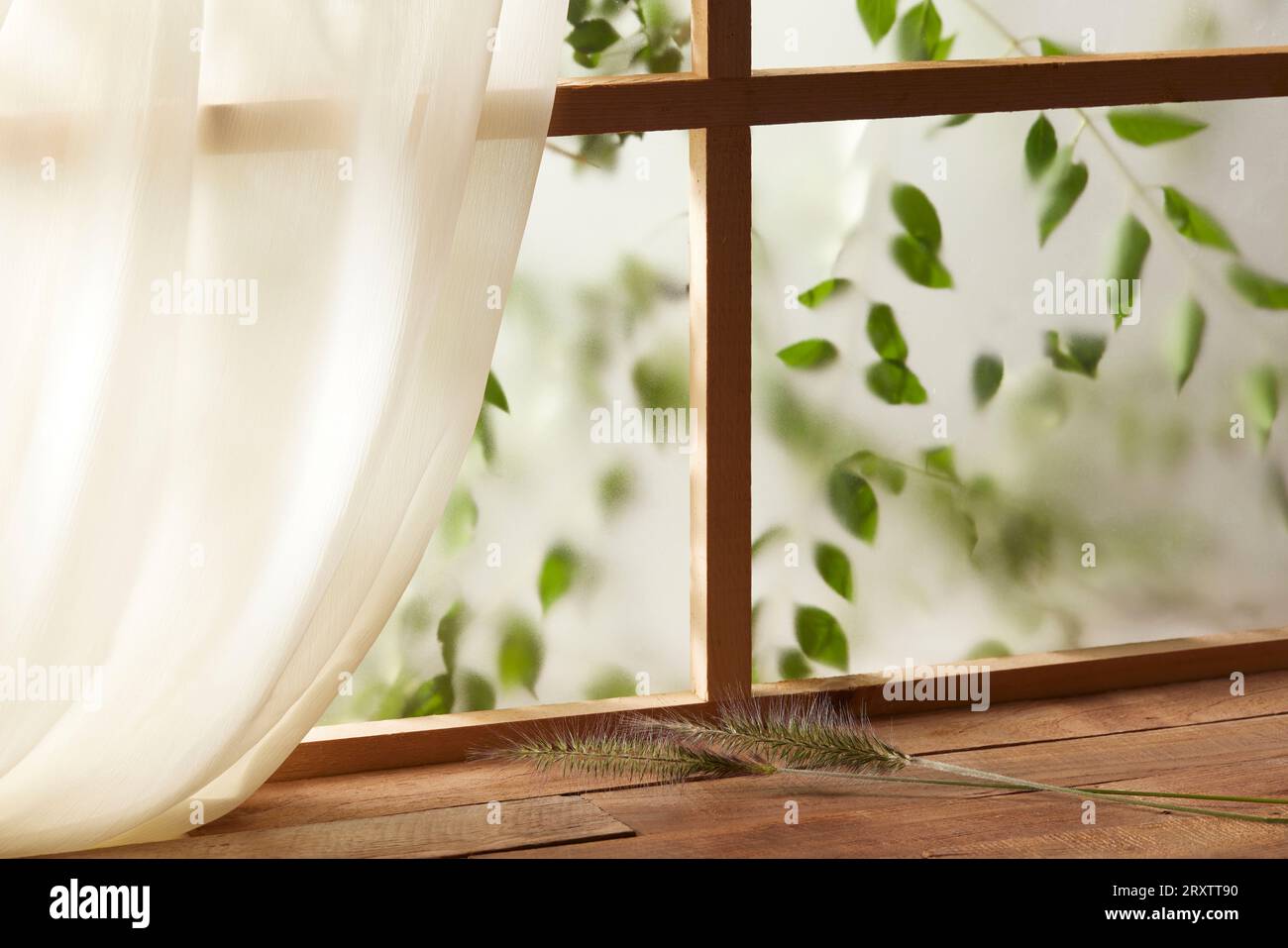 A window view of green leaves in the afternoon sunlight Stock Photo - Alamy