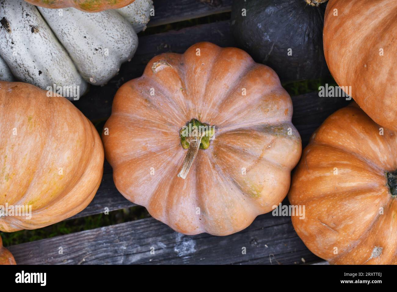 Top view of large orange 'Musquee de Provence' pumpkin. Also called ...