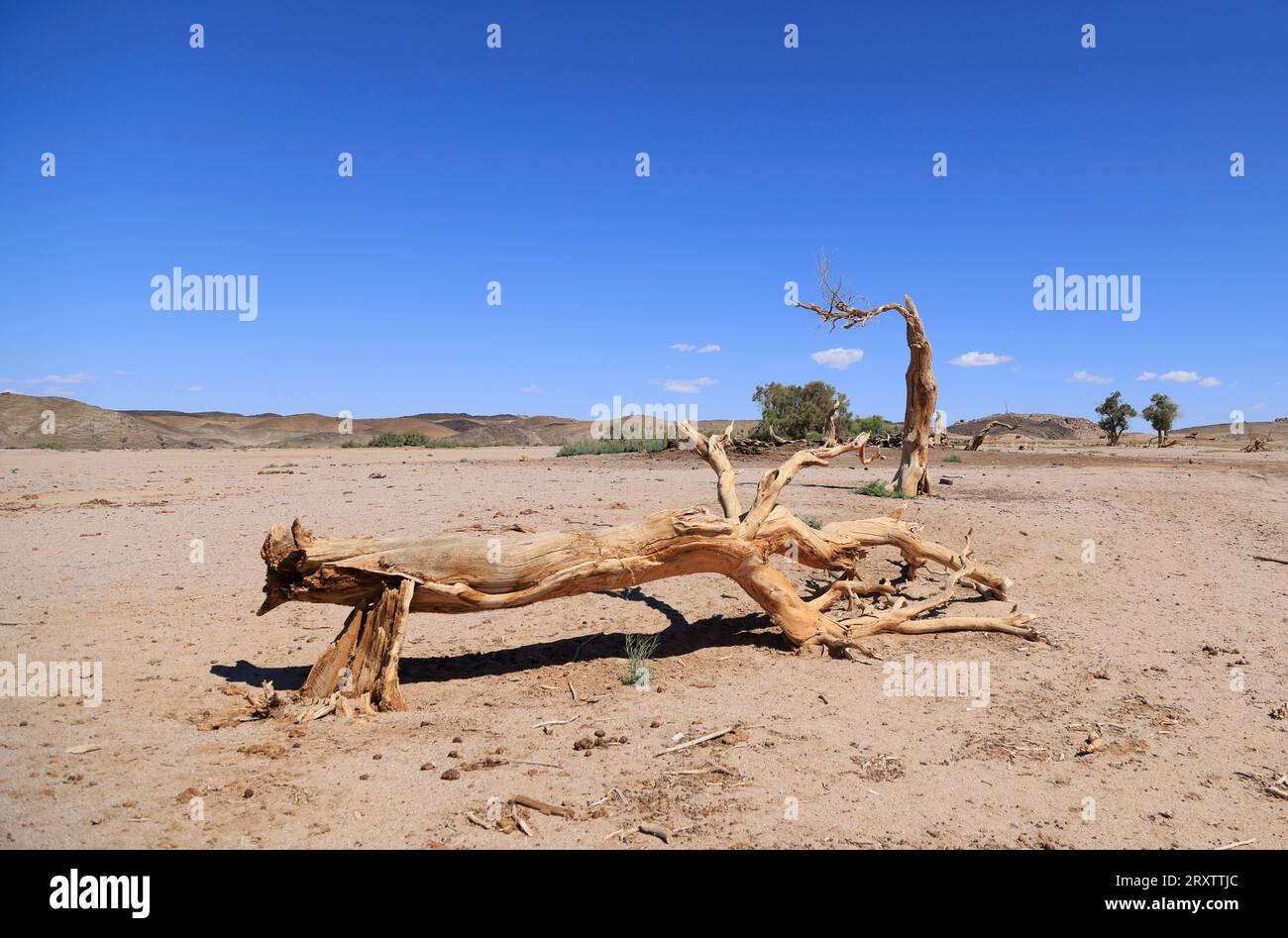 Oasis desolated in the Gobi desert, Mongolia Stock Photo - Alamy