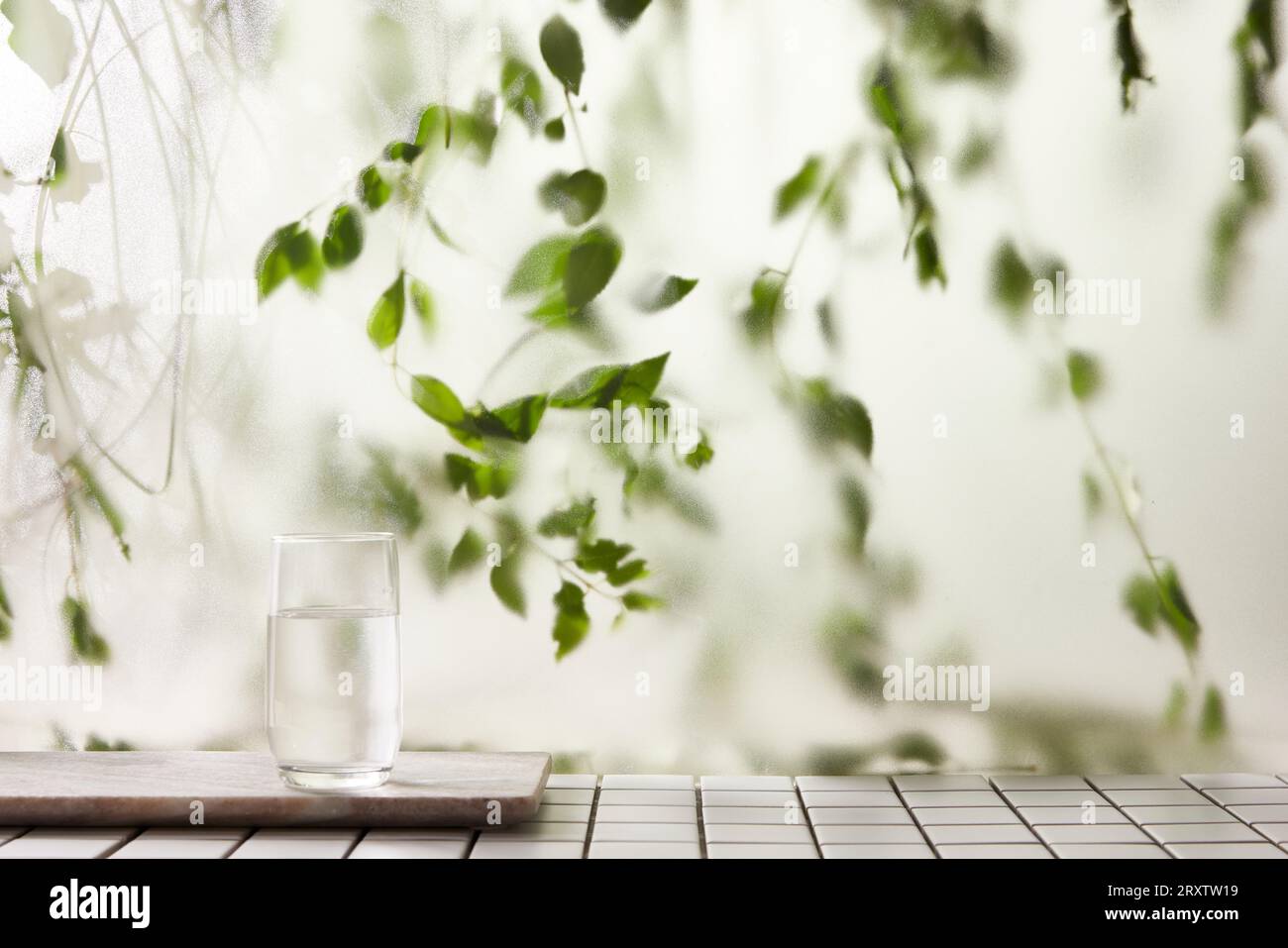 A window view of green leaves in the afternoon sunlight Stock Photo - Alamy