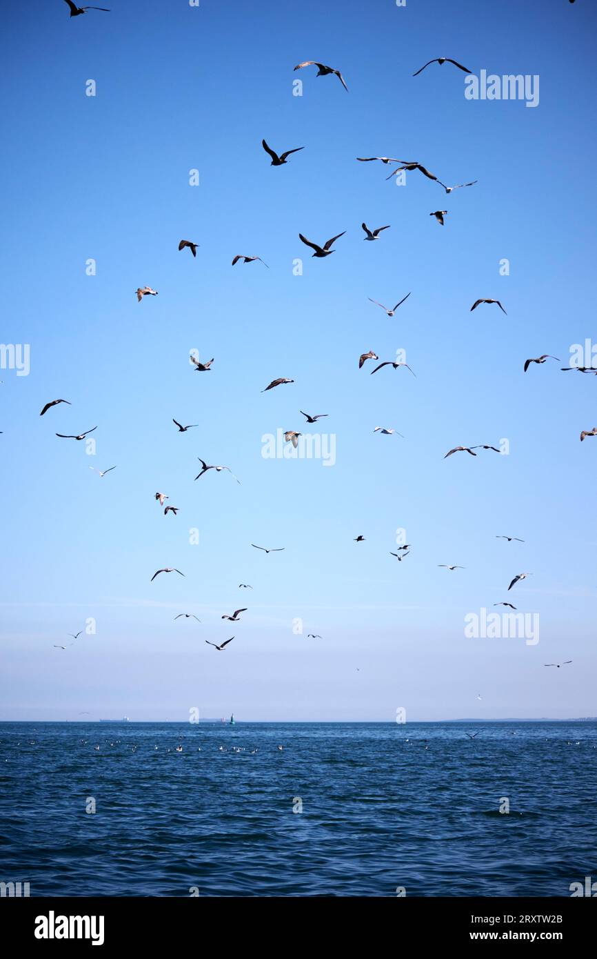 flock of seabirds surround a shoal of bait fish on the surface of ...