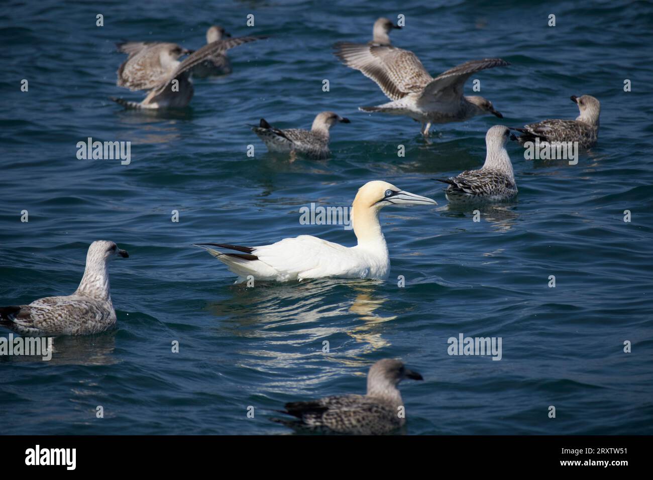 Large sea birds hi-res stock photography and images - Alamy