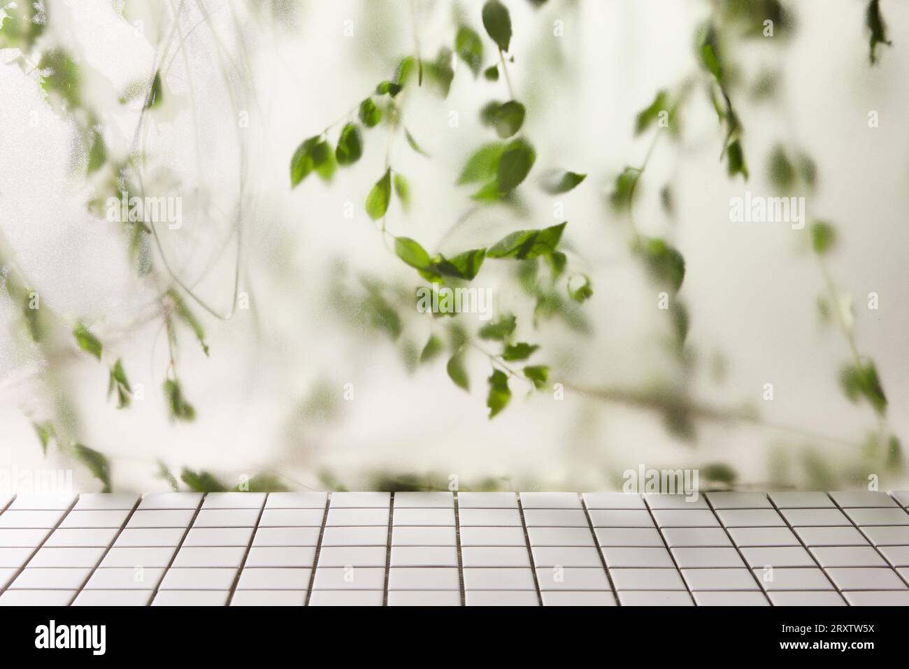A window view of green leaves in the afternoon sunlight Stock Photo - Alamy