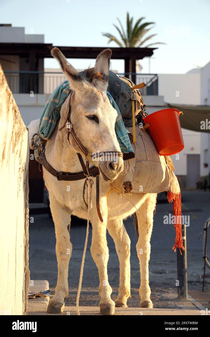 Esel auf dem lande hi-res stock photography and images - Alamy
