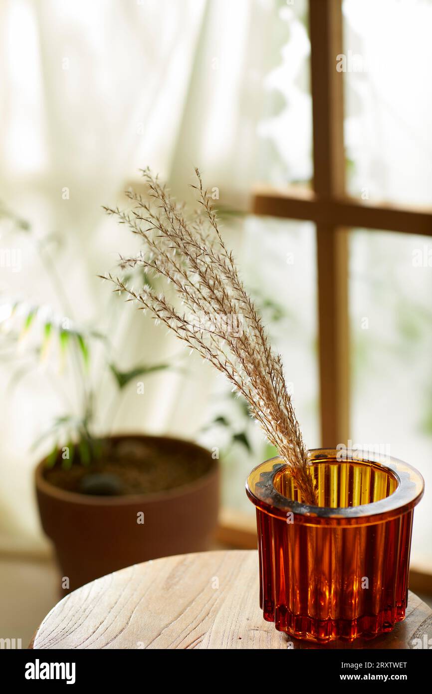 A window view of green leaves in the afternoon sunlight Stock Photo - Alamy