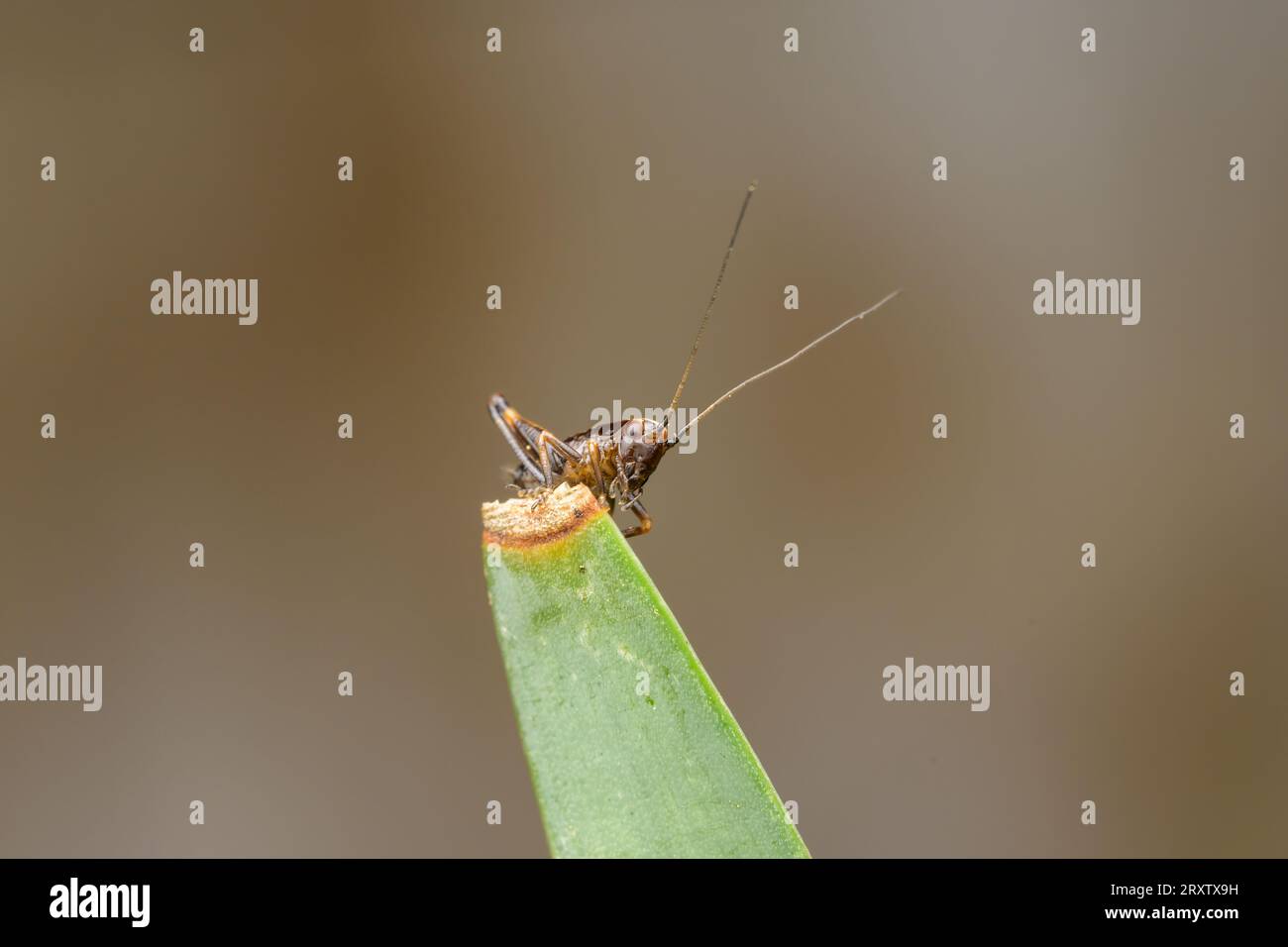 Young cricket on leaf hi-res stock photography and images - Alamy