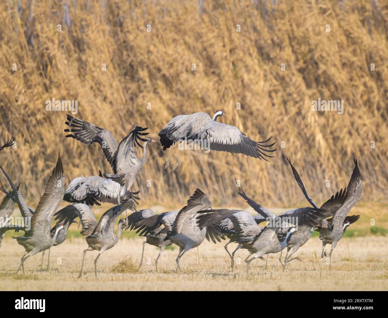 A group of Common Cranes standing on a meadow and taking off, sunny ...