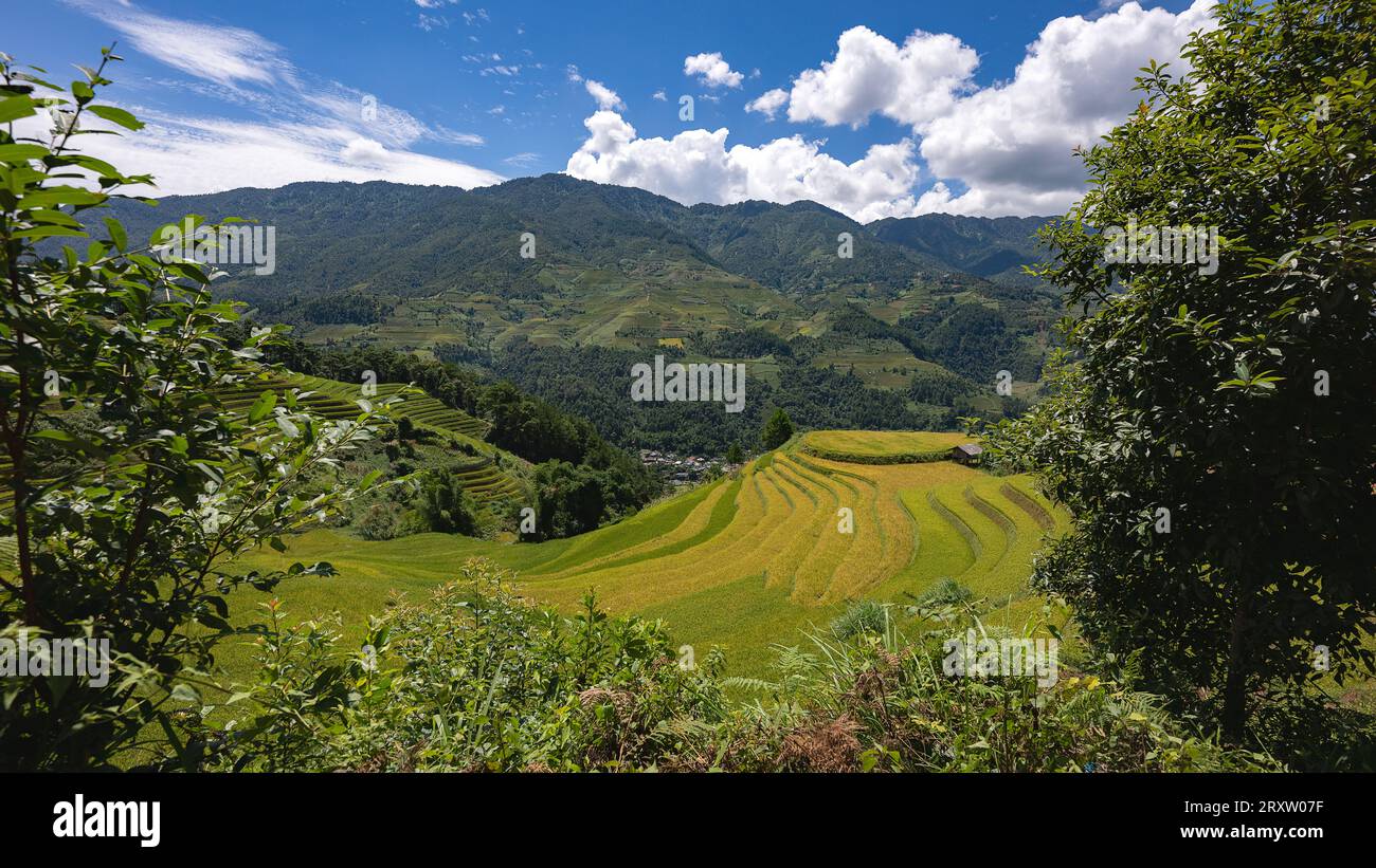 Landscape with green and yellow rice terraced fields and blue cloudy ...