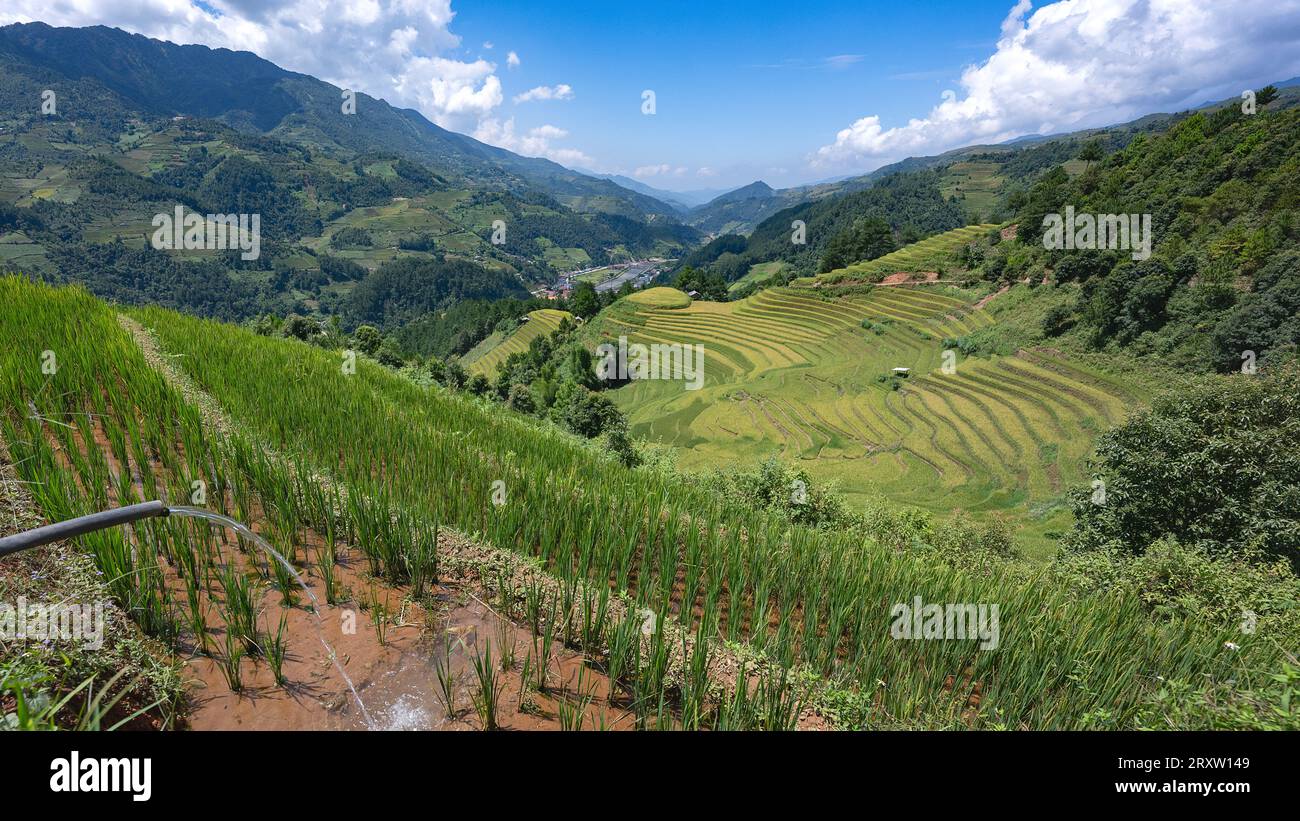 Irrigation of rice fields, Rice fields need a lot of water, landscape ...