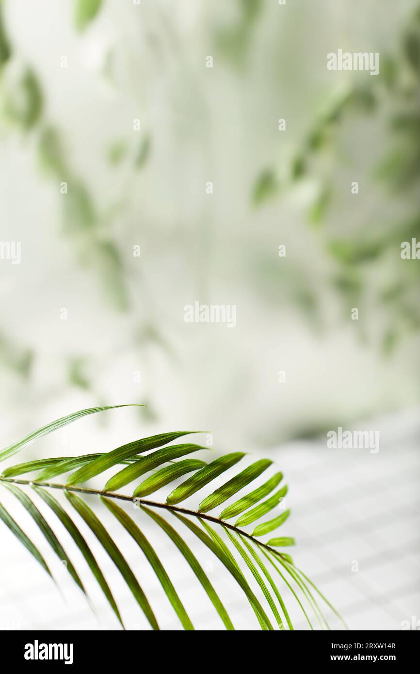 A window view of green leaves in the afternoon sunlight Stock Photo - Alamy