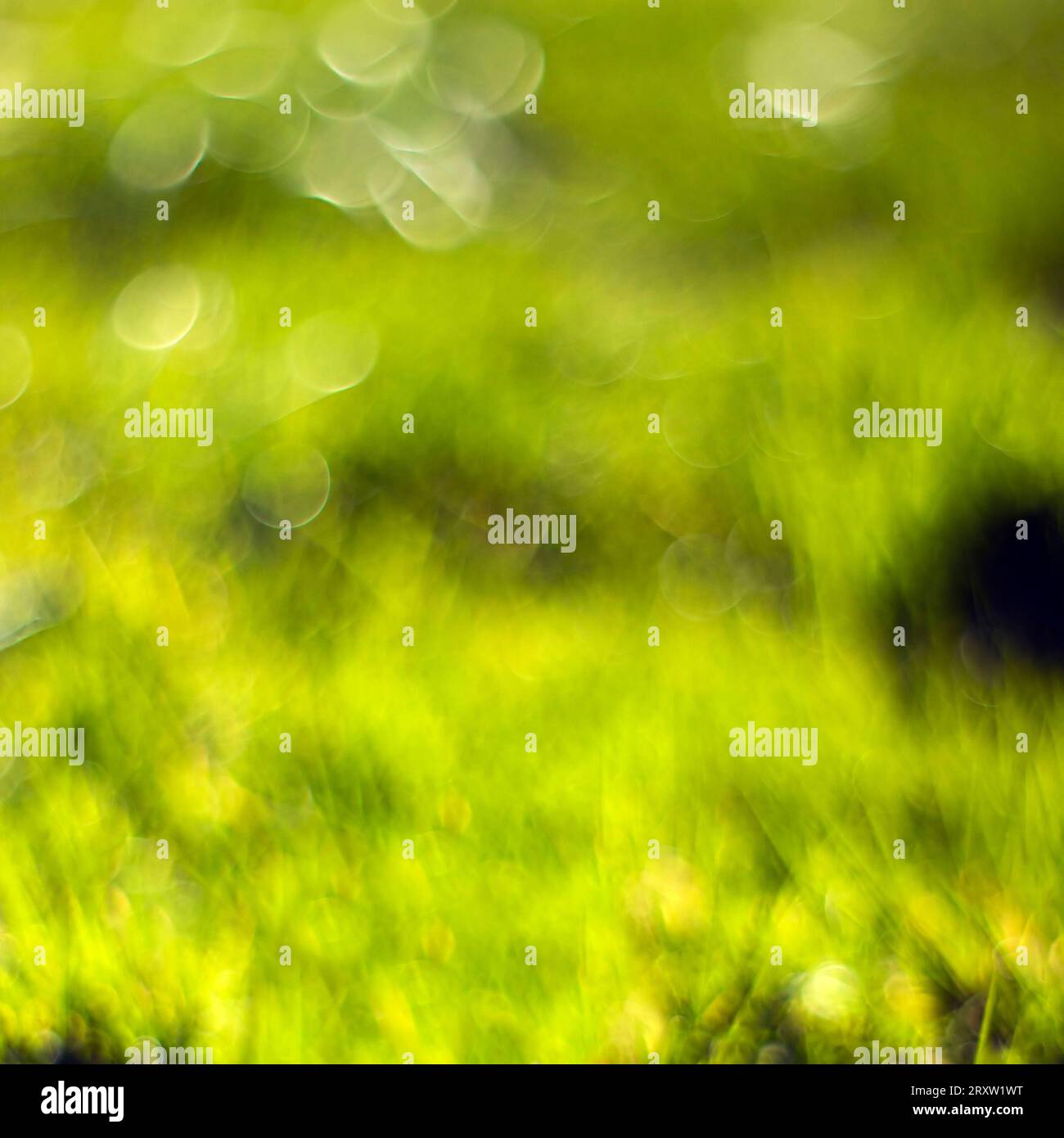 Abstract Nature Background - fresh green grass. Soft Focus Stock Photo ...