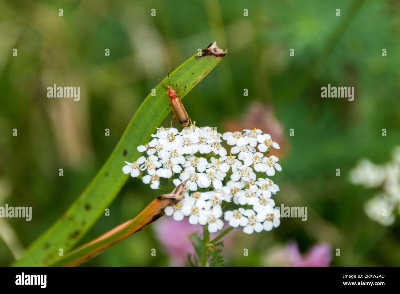 flower and insect Stock Photo - Alamy