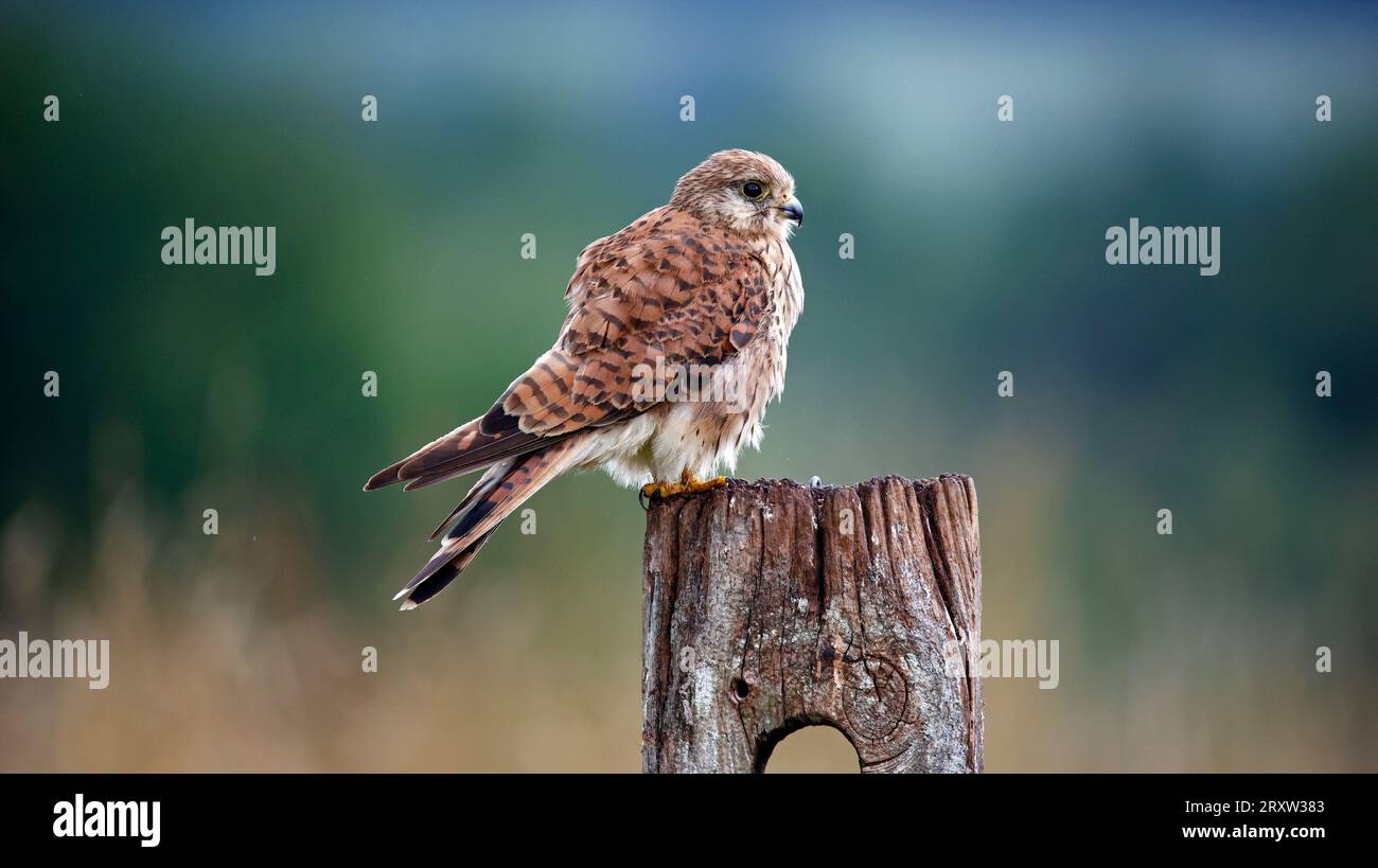 Kestrel perching on fence hi-res stock photography and images - Alamy