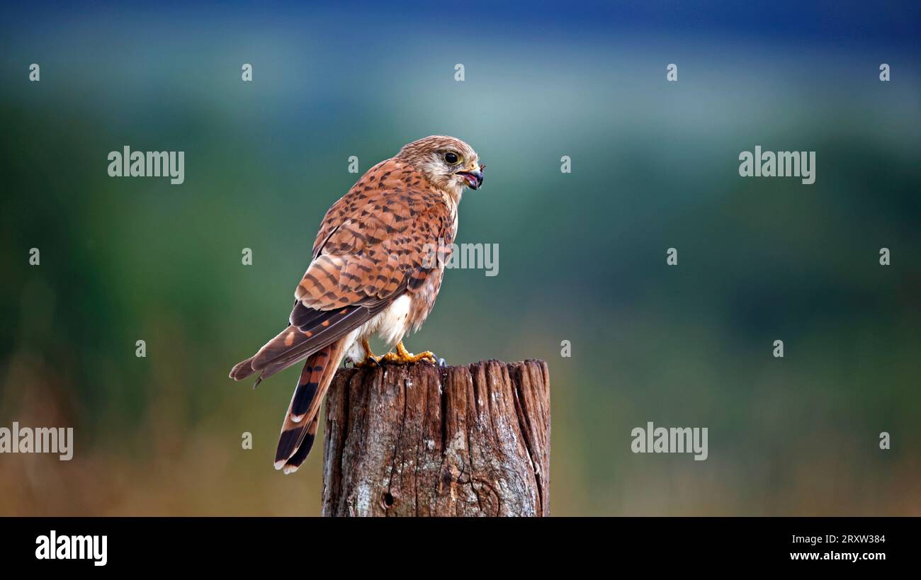 Female kestrel perched hi-res stock photography and images - Alamy