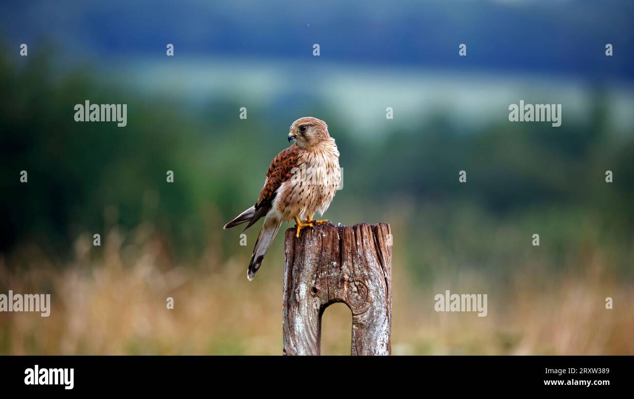 Female kestrel perched hi-res stock photography and images - Alamy