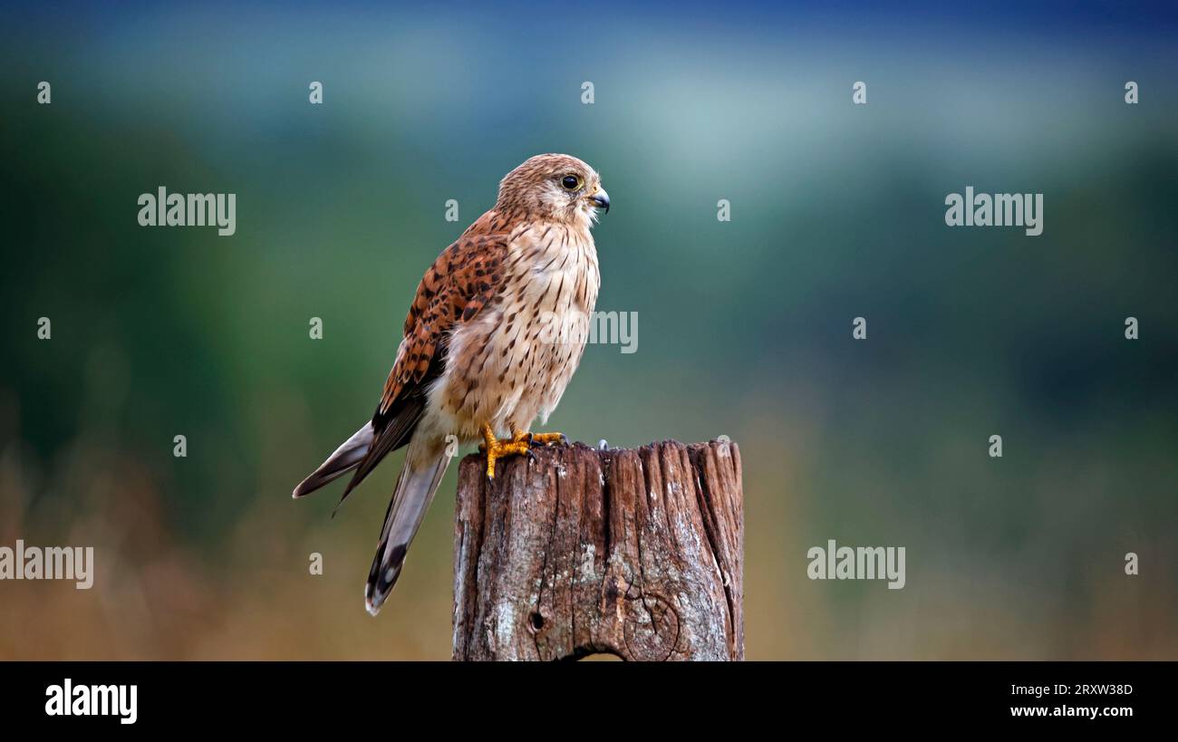 Female american kestrel beautiful hi-res stock photography and images ...