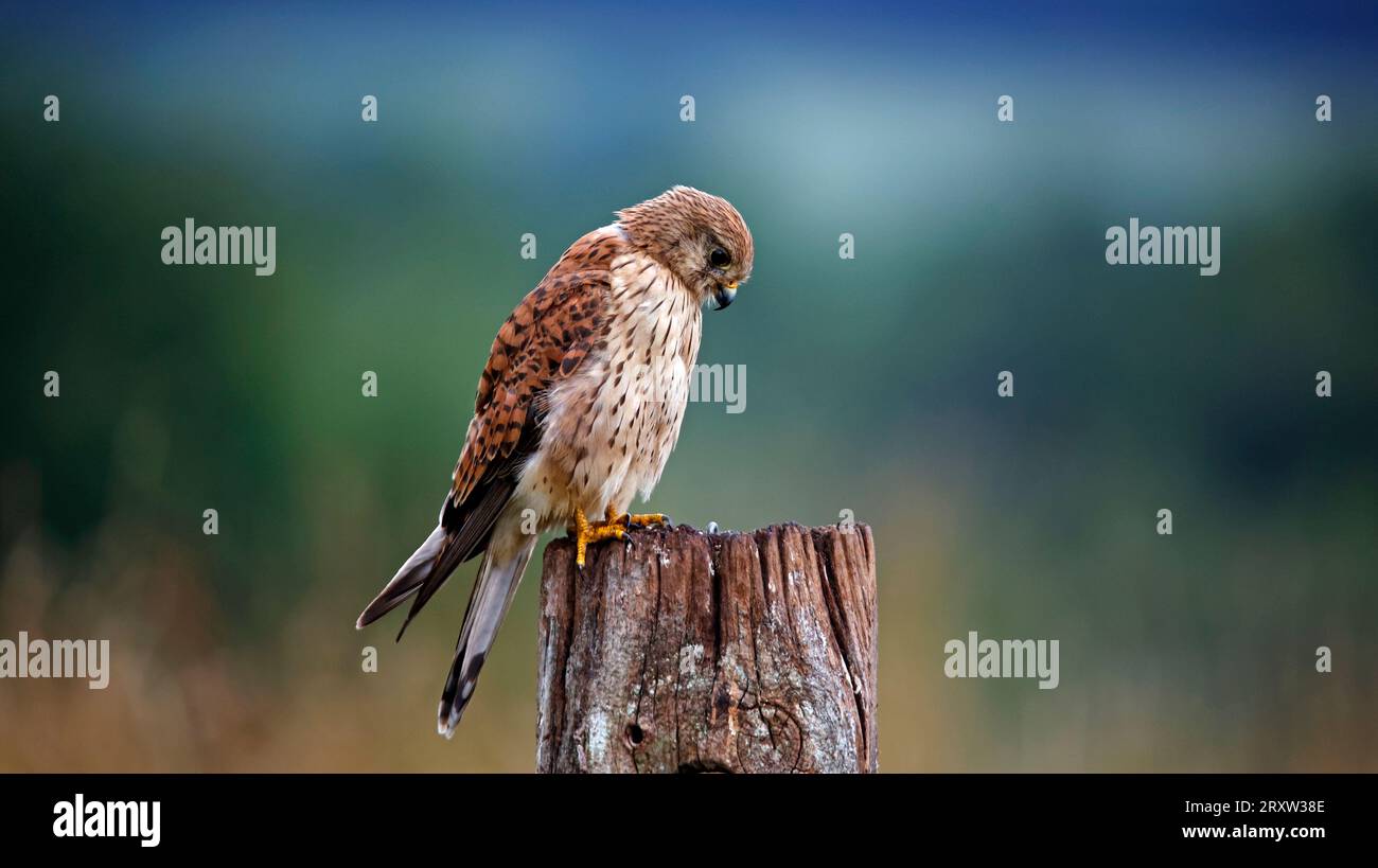 Kestrel perching on fence hi-res stock photography and images - Alamy