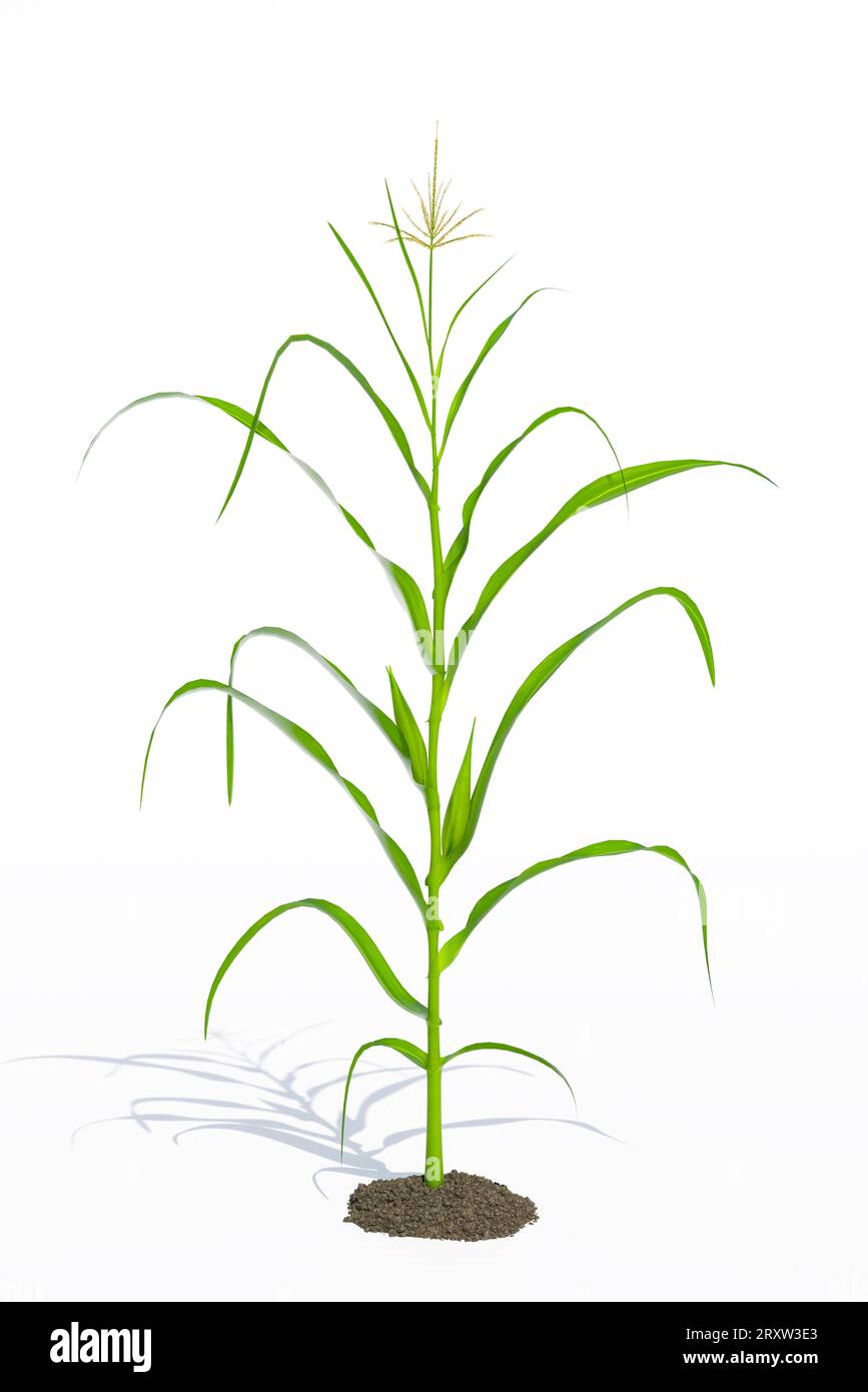Corn plant on white background Stock Photo - Alamy