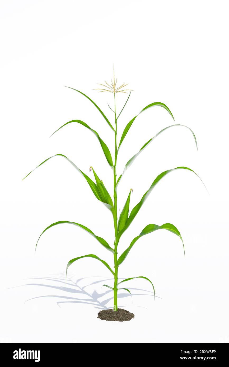 Corn plant on white background Stock Photo - Alamy