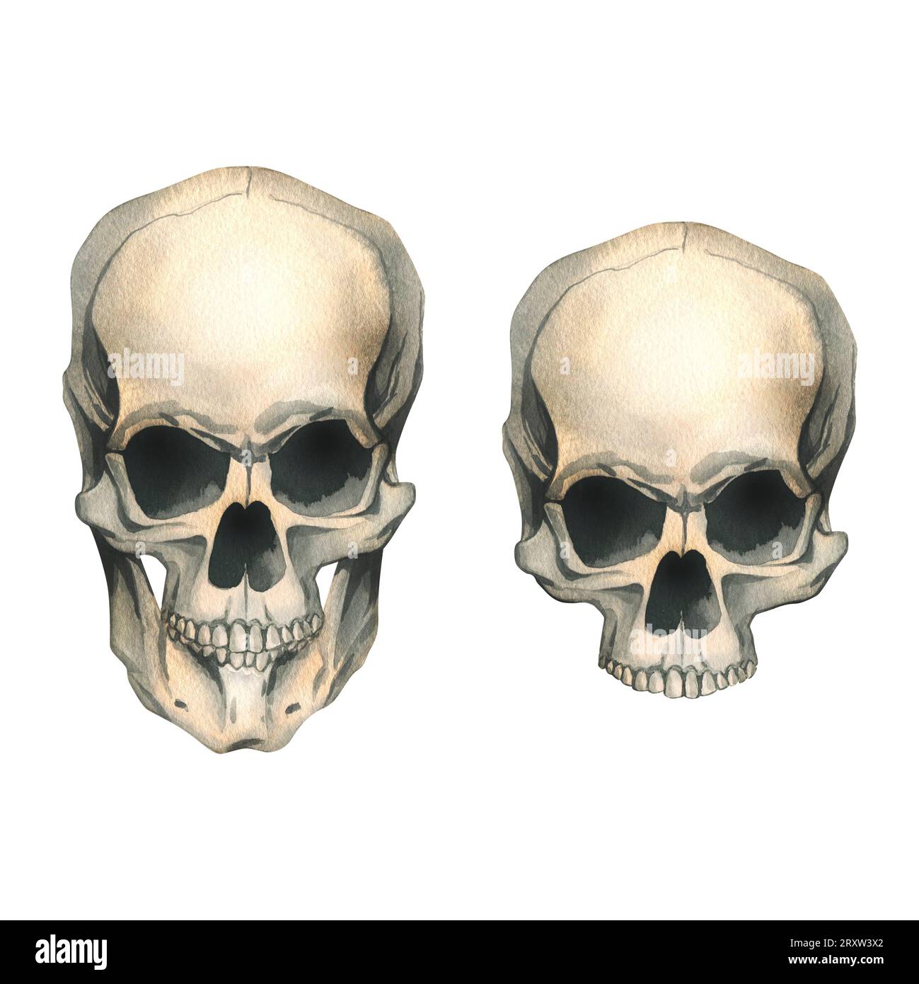Realistic Human Skull Drawing