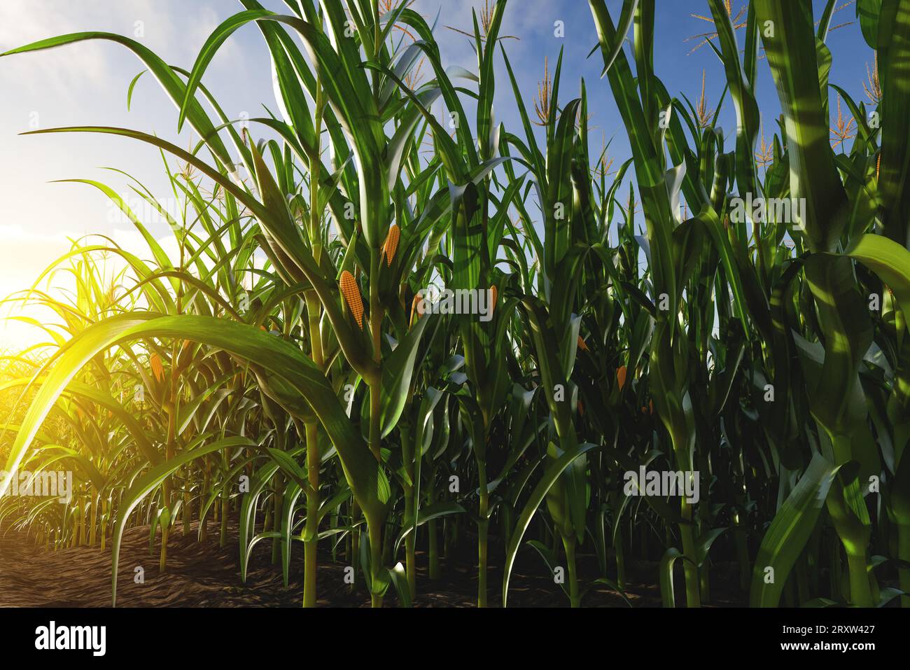Green corn plant with yellow cobs without leaves close-up. Corn plant in 3D Stock Photo - Alamy