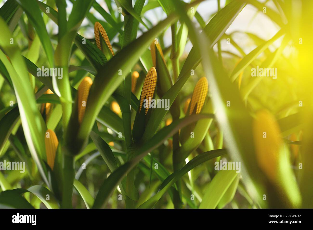 Green corn plant with yellow cobs without leaves close-up. Corn plant ...