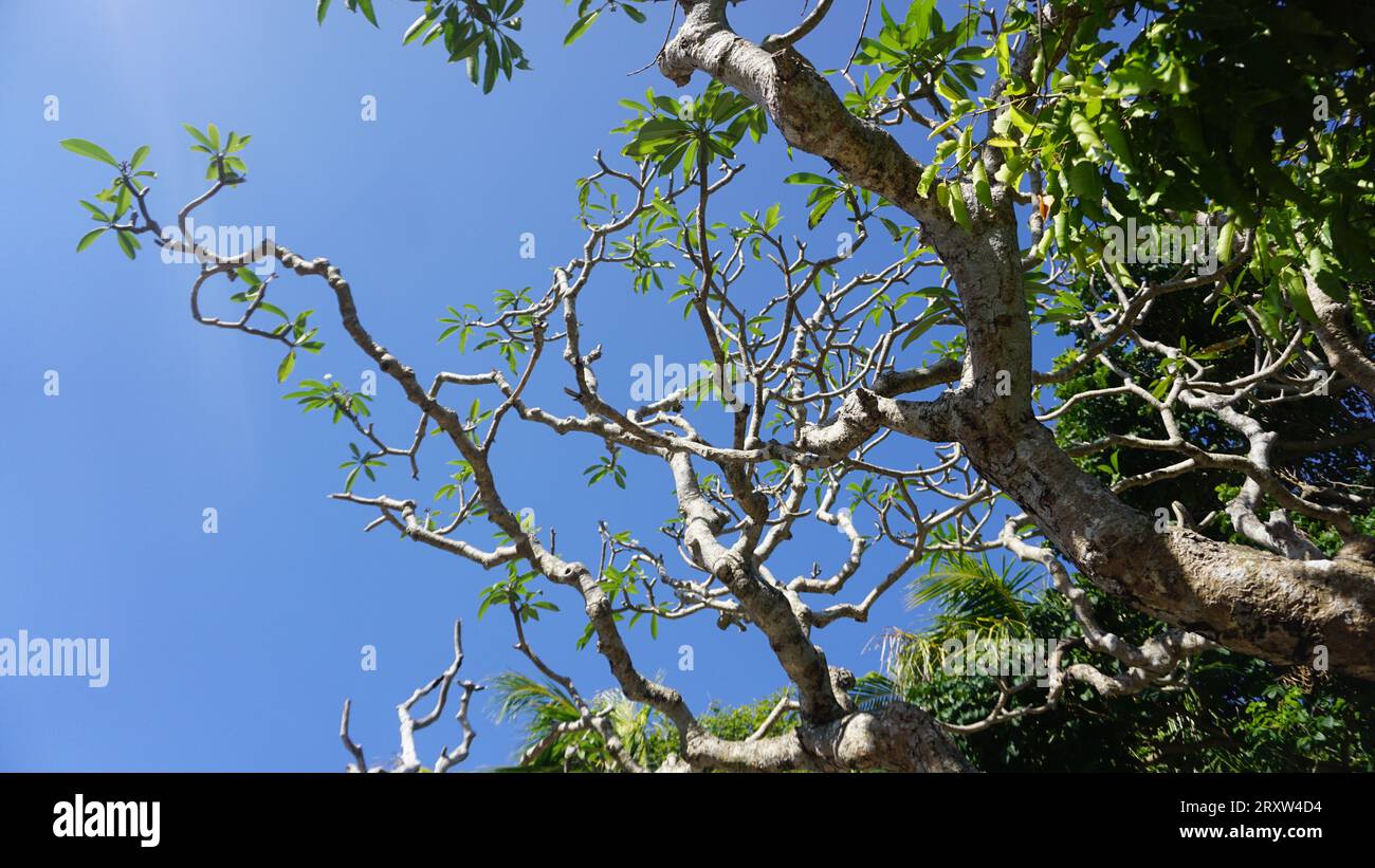 Twigs at Uluwatu Bali Indonesia Stock Photo - Alamy